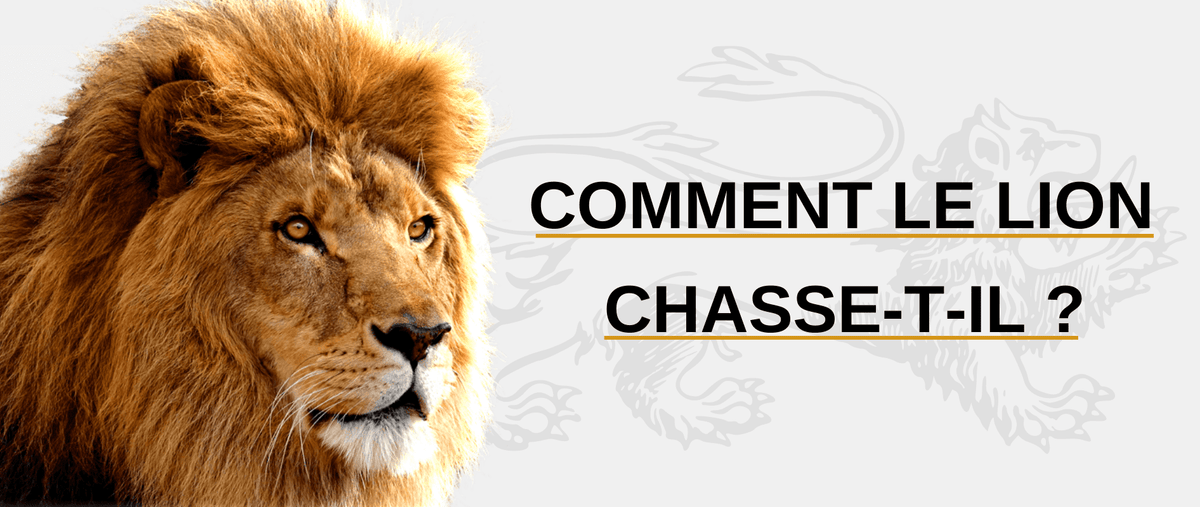 Comment le Lion chasse-t-il ? | Lion Royaume